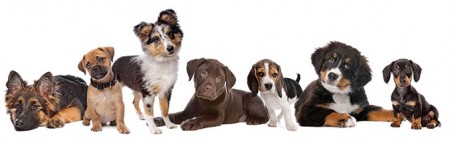 Chicken & Salmon - Grain Inclusive Puppy Food - 12.7 kg/28 lbs Bag - 4 ...